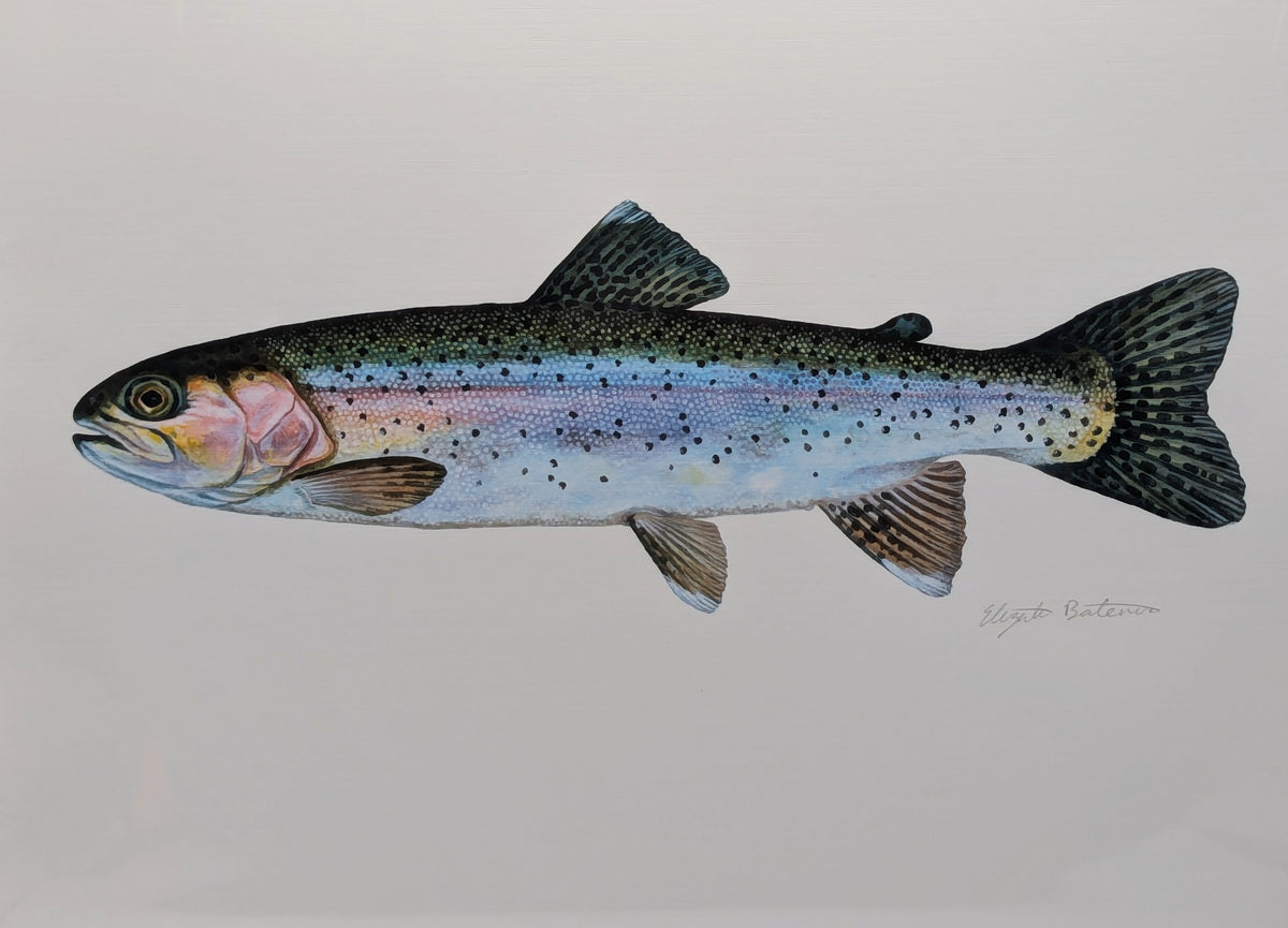 Liz Bateman Art - Fish Prints – Wild Valley Supply Co.